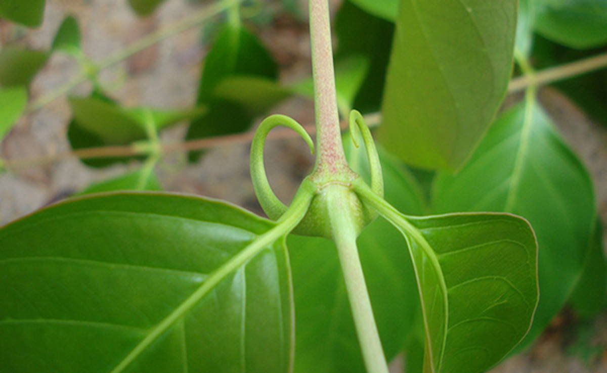 Cat’s Claw: 4 Science-Backed Benefits - Perfect Keto